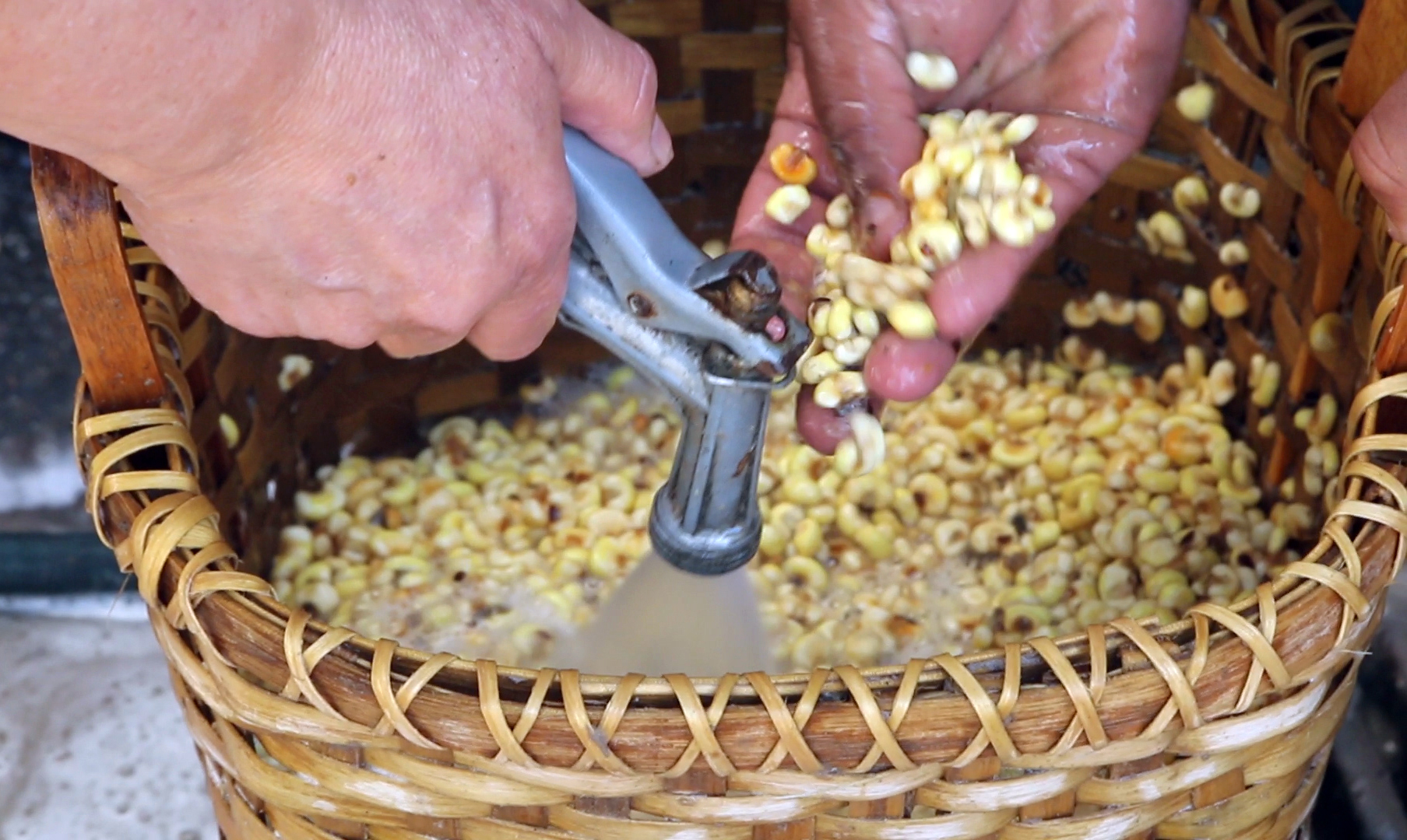 Conflict Kitchen » Iroquois White Corn Workshops